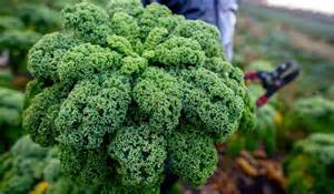 Grünkohlernte Startet Weniger Ertrag Und Höhere Preise Mopo