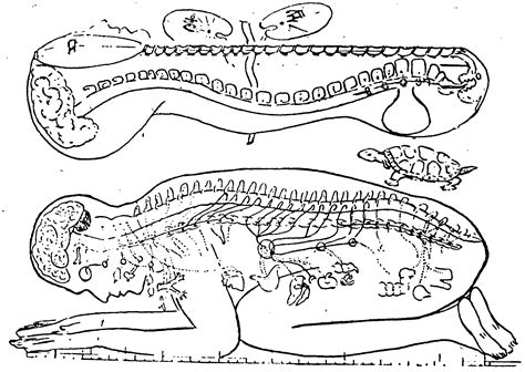 Human Spinal Cord Coloring Page Sketch Coloring Page