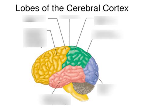 Cerebral Cortex Diagram Quizlet Cerebral Cortex Diagram Quizlet