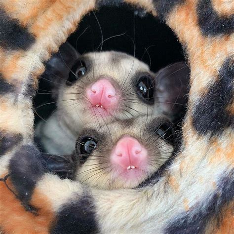 Links Gimme Some Sugar Glider Cutetropolis