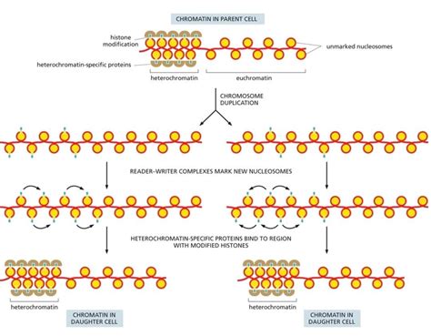 How Histone Inheritance Shapes Chromatin Structure And Gene Expression Bilqees Fatima Phd