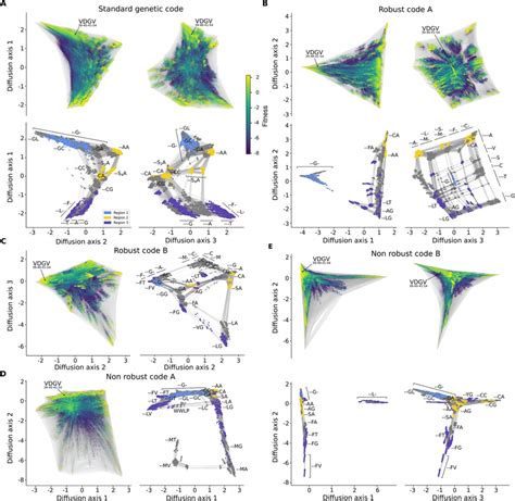 The Genetic Code Governs Genotype Network Topology And The Genetic