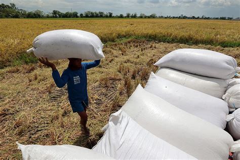 2025 Rice Demand Forecast Set At 15 Mmt