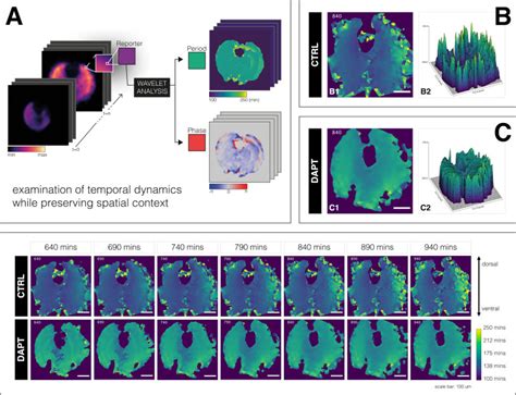 Arnold Tongue Entrainment Reveals Dynamical Principles Of The Embryonic Segmentation Clock