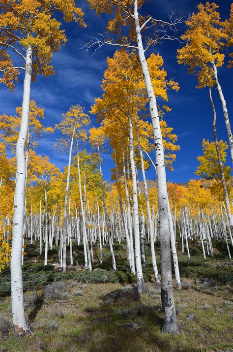 The Pando Tree Visit Utah