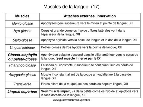 Ppt Les Organes Des Sens Powerpoint Presentation Id4471630