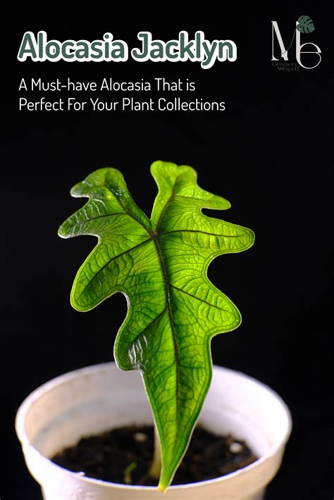 อโลคาเซียแจ็คลิน Alocasia Jacklyn” อโลคาเซียน่าสะสมที่คุณควรมีไว้ใน