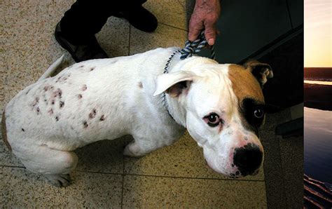 Pyoderma In The Dog Todays Veterinary Nurse