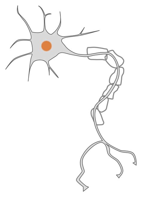 clipart simple neuron