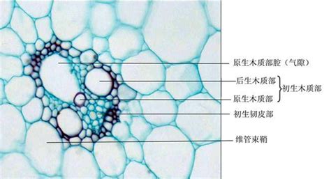 Pag园趣 如何辨别木本植物和草本植物 知乎