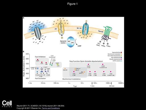 Optogenetics In Neural Systems Ppt Download