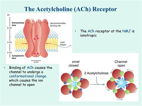 What Is Acetylcholine Receptor Binding Antibody At Sharlene Burcham Blog