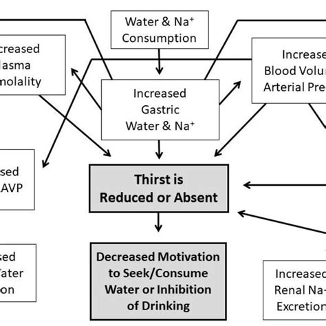 Homeostatic Normalization Of Intracellular Hydration Plasma Download Scientific Diagram
