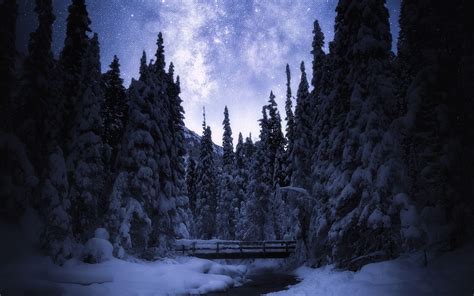 Forest Night Sky Wallpapers Top Free Forest Night Sky Backgrounds