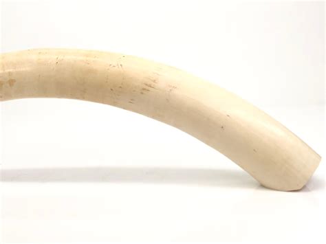 Lot African Scenic Hand Carved Ivory Elephant Tusk