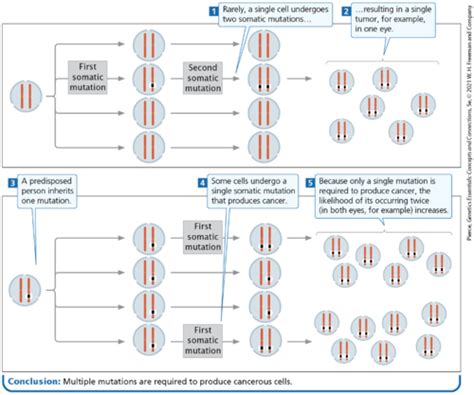 Genetics Chapter 16 Cancer Genetics Flashcards Quizlet