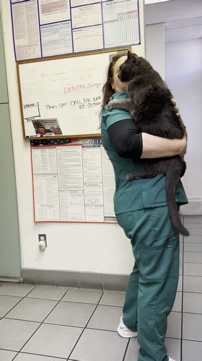 Sam Basilious Dvm On Linkedin Oliver Is Russian Blue Cat 115 Years