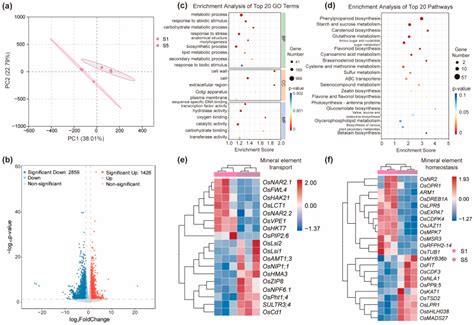 Spatiotemporal Transcriptome Profiling Reveals Nutrient Transport