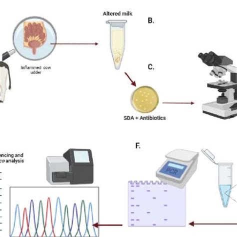 Overview Of The Methodology Described In Materials And Methods A