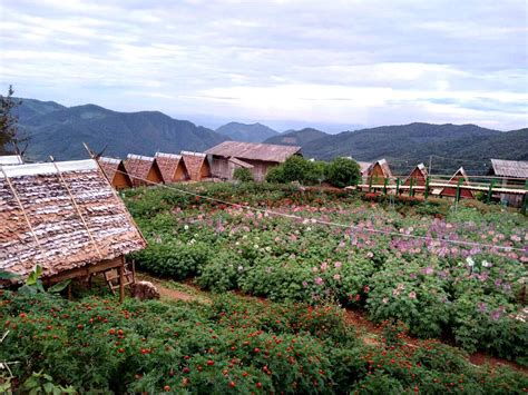 25 พย บ้านว่าง 🏕 สวนดอยแม่อูคอ ที่พักทุ่งดอกบัวตอง