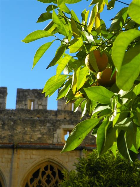 153 Best Images About ORANGE TREES ECT On Pinterest Green Banana Blossoms And Dwarf Trees