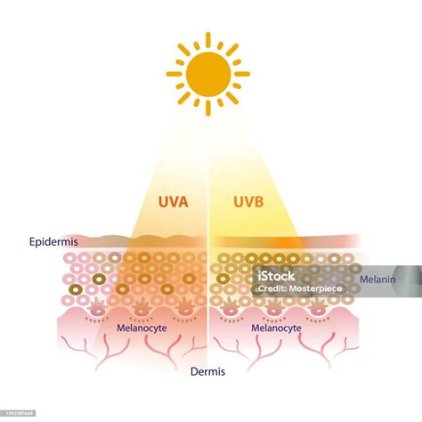 uva 및 uvb 광선은 표피층 벡터 내로 침투한다 자외선에 대한 스톡 벡터 아트 및 기타 이미지 자외선 피부 자외선