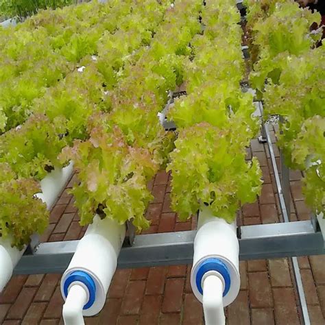 Automated Hydroponic System Vertical Hydroponic System Afrimart Online