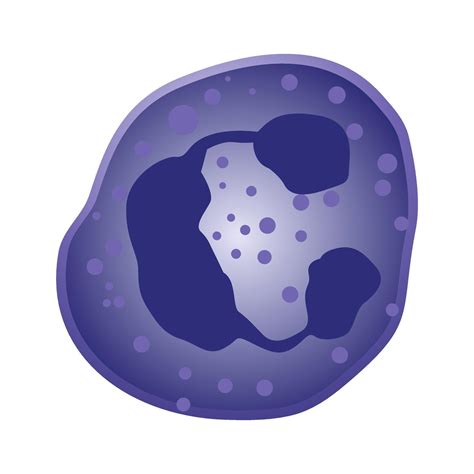 Visually Striking Scientific Depiction Of A Neutrophil A Vital White