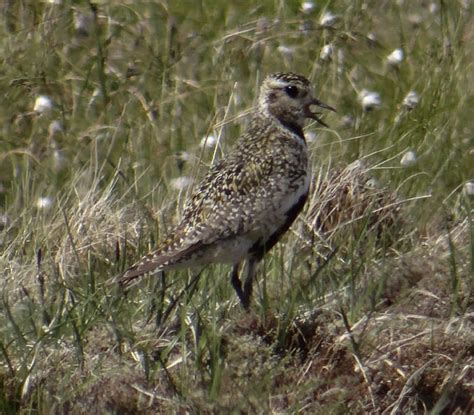 Bto Training Course At Torridon Skye Birds