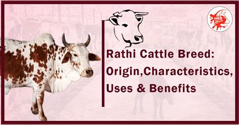 Rathi Cattle Breed Origin Characteristics Uses And Benefits