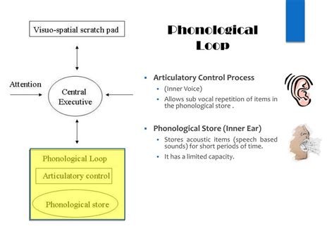 Ppt Working Memory Model Quiz Powerpoint Presentation Free Download Id 5875352