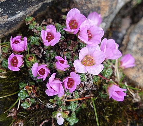 Purple Saxifrage Jewel Of The High Fells Northwest Nature And History