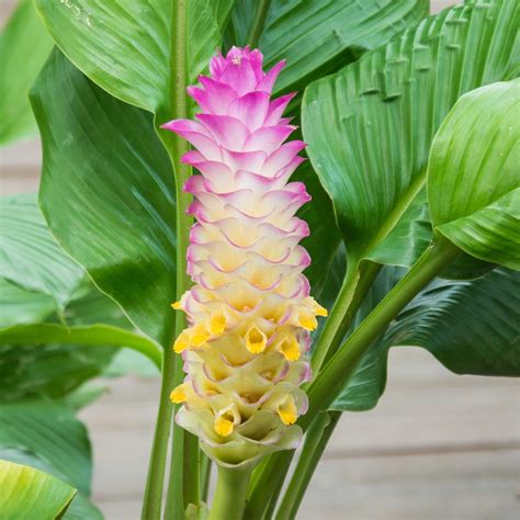 Ginger Bicolor Wonder Easy To Grow Bulbs