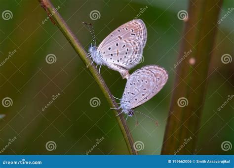 The Copper Butterfly Sylhet Oakblue0 Having Sex On The Tree Stock Photo Image Of Common Leaf