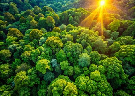Majestic Summer Forest Canopy A Breathtaking Aerial Drone Perspective Capturing The Lush Green