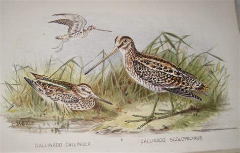 Victorian1885 Vintage Bird Etchings Collection