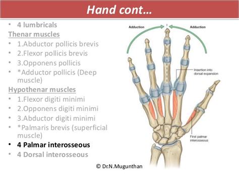 Extensor Retinaculum And Dorsal Digital Expansion Dr N Mugunthan