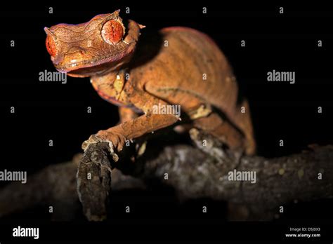 Satanic Leaf Tailed Gecko Uroplatus Phantasticus In Ranomafana Rain
