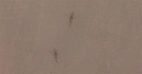 모기 조심하세요 …고양시 말라리아 환자 잇따라 발생