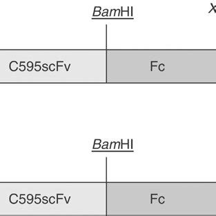 Expression Cassettes Coding For The Recombinant Anti MUC Fusion Download Scientific Diagram