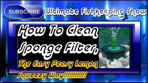 Do You Have To Clean Sponge Filter At Marion Ohara Blog