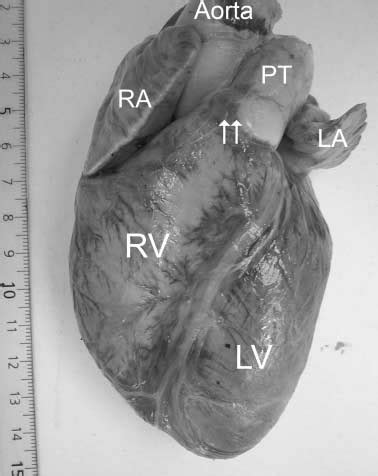 Auricular Face Of Arctocephalus Heart La Left Auricle Lv Left Download Scientific Diagram