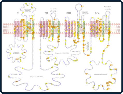 Unlocking The Power Of The Scn8a Patient Registry Scn8a Alliance
