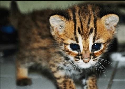 Update Harga Kucing Hutan 2024 Beserta Jenisnya Di Indonesia