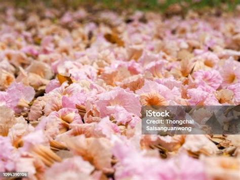 바닥이 나 사랑 로맨스 행복과 발렌타인 축제에 대 한 다과의 개념에서 녹색 잔디밭에 Tabebuia 꽃에 분홍색 꽃 개념에 대한