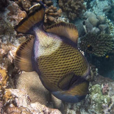 Are Triggerfish Dangerous At Walter Cargill Blog