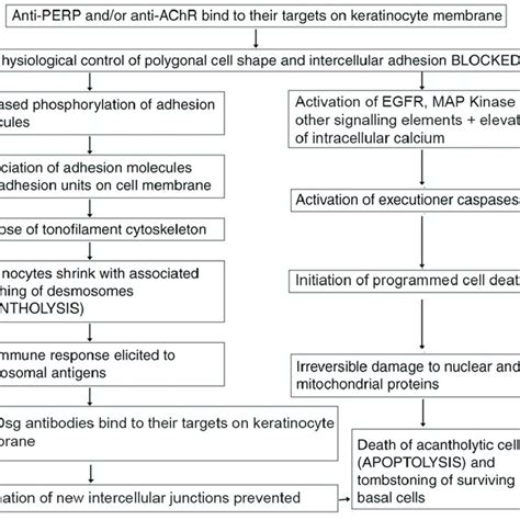 Current Concepts Of Acantholysis In Pemphigus [14] Download Scientific Diagram