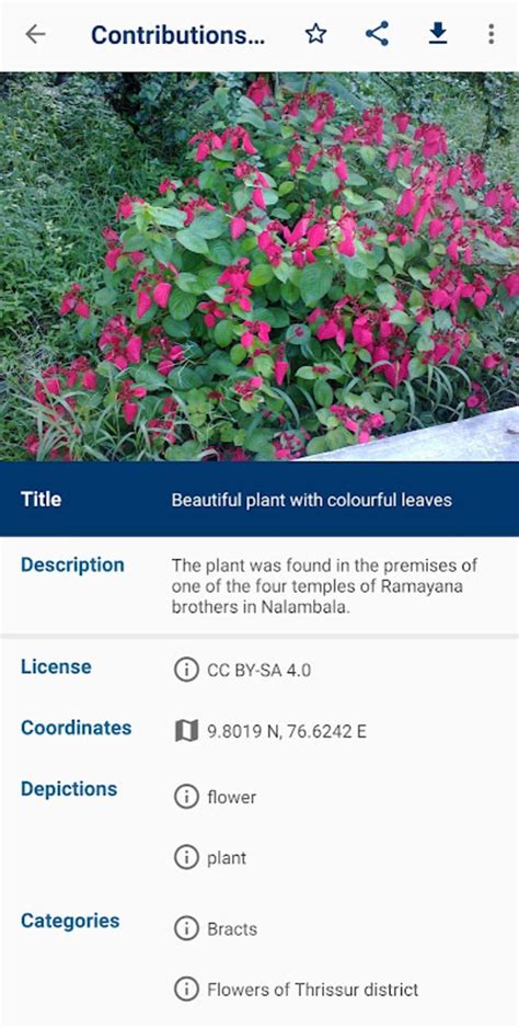 Wikimedia Commons Apk For Android Download