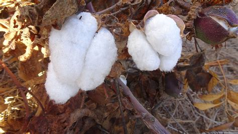 Gossypium L Plants Of The World Online Kew Science