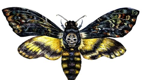 The Silence Of The Lambs Moth Deaths Head Moth Silence Of The Lambs